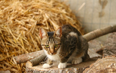 Feline Demodex | VCA Animal Hospital