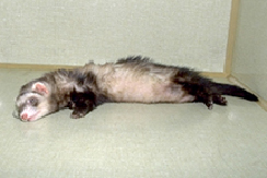 Ferrets - Problems | VCA Animal Hospital