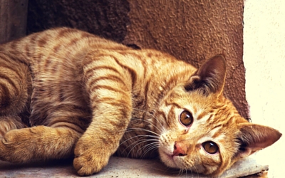 First Aid for Bleeding Cats | VCA Animal Hospital