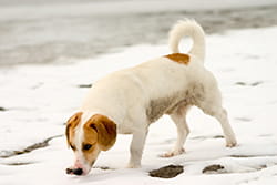 Frostbite in Dogs | VCA Animal Hospital