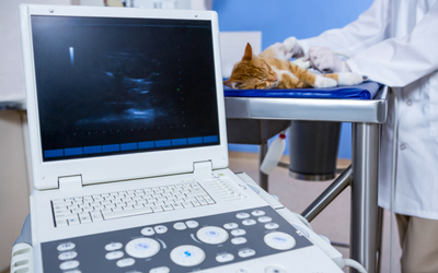 Chylothorax in Cats | VCA Animal Hospital