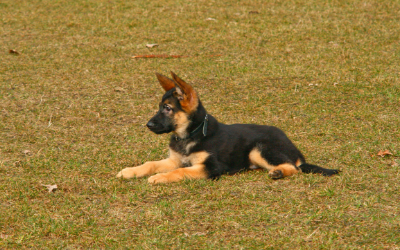 Panosteitis in Dogs | VCA Animal Hospital