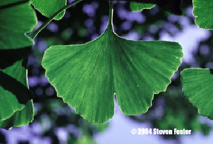 Ginkgo | VCA Animal Hospital