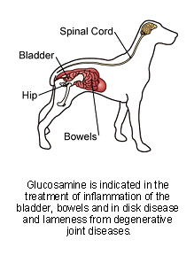 Glucosamine | VCA Animal Hospital