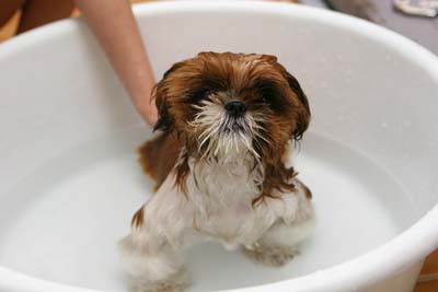 Preparing Your Puppy for a Lifetime of Good Hygiene | VCA Animal Hospital