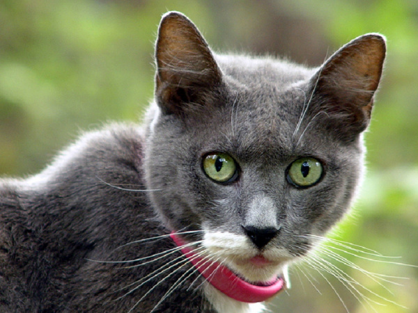 Harvest Mite Infestations in Cats | VCA Animal Hospital