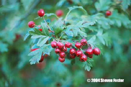 Hawthorn | VCA Animal Hospital