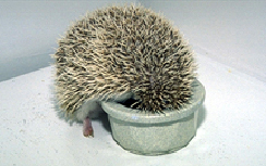 Hedgehogs - Feeding | VCA Animal Hospital