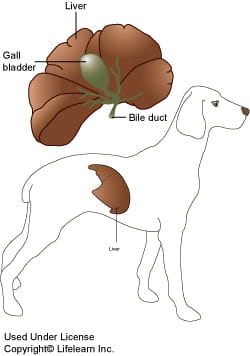 Icterus or Jaundice in Dogs | VCA Animal Hospital