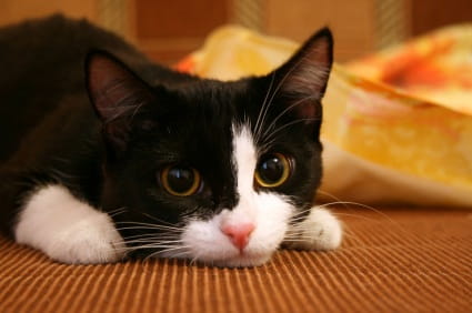Inner Ear Infection (Otitis Interna) in Cats | VCA Animal Hospital