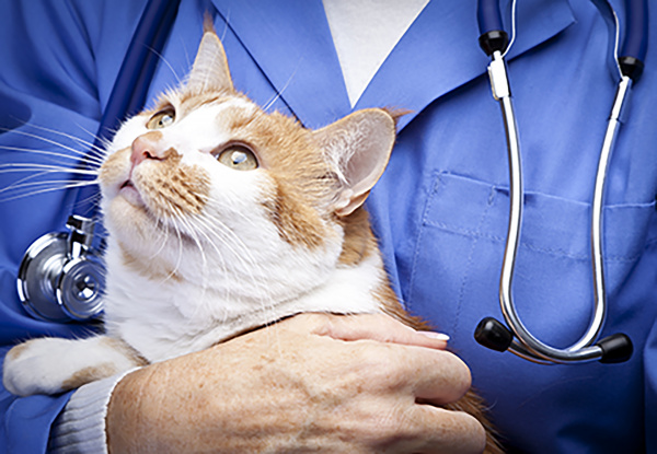 Fear Free for Cats - Overview | VCA Animal Hospital