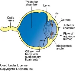 Lenticular Sclerosis in Dogs | VCA Animal Hospital