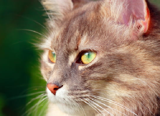 Lenticular Sclerosis in Cats | VCA Animal Hospital