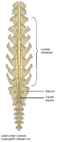 Lumbosacral Syndrome in Dogs | VCA Animal Hospital