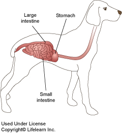 Malabsorption & Bacterial Overgrowth in Dogs | VCA Animal Hospital