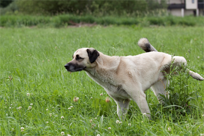 Dog Behavior Problems Marking Behavior | VCA Animal Hospital