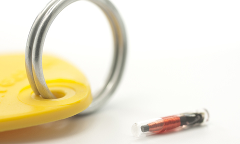 Leg Bands and Identification | VCA Animal Hospital