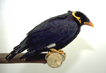 Mynah Birds - General | VCA Animal Hospital