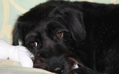 Techniques for Nebulization and Coupage in Dogs | VCA Animal Hospital