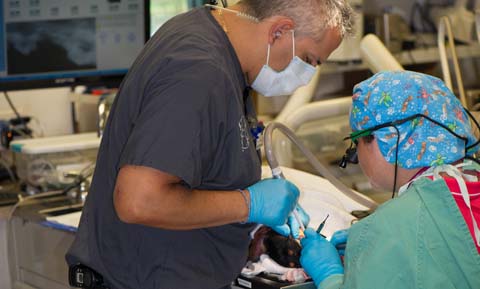 Oral Surgery in Dogs | VCA Animal Hospital