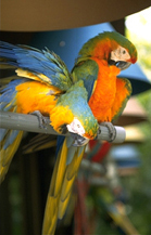 Proventricular Dilatation in Birds | VCA Animal Hospital