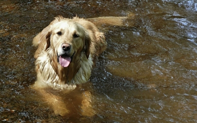 Pythiosis in Dogs | VCA Animal Hospital