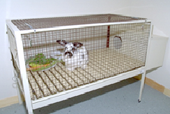 Housing Your Rabbit | VCA Animal Hospital