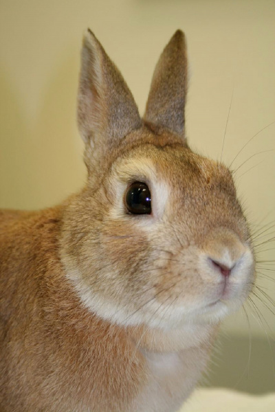 Rabbits - Problems | VCA Animal Hospital