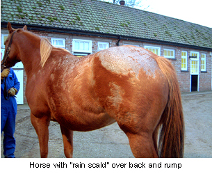 Rain Scald in Horses | VCA Animal Hospital