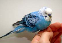 Recognizing the Signs of Illness in Pet Birds | VCA Animal Hospital