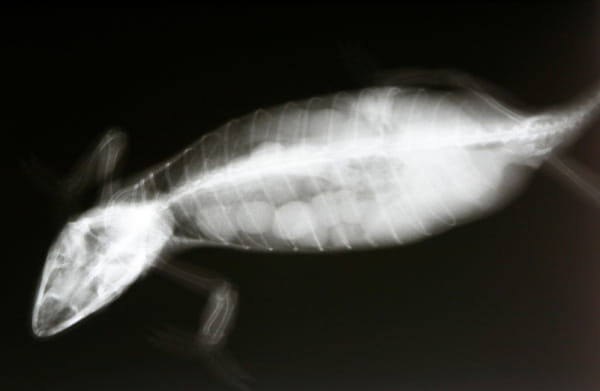 Reptiles - Dystocia | VCA Animal Hospital