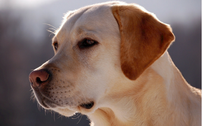 Round Cell Tumors in Dogs | VCA Animal Hospital