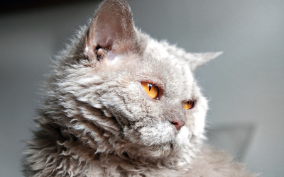 Coat and Skin Appearance in the Healthy Cat | VCA Animal Hospital