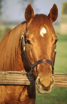 Sheath Cleaning in Horses | VCA Animal Hospital