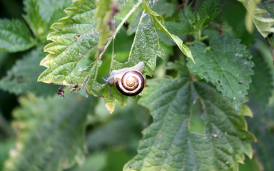 Metaldehyde Toxicity (Slug Bait Poisoning) | VCA Animal Hospital