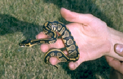 Snakes - Problems | VCA Animal Hospital