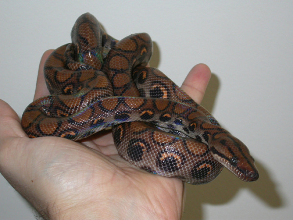 Snakes - Constrictor | VCA Animal Hospital