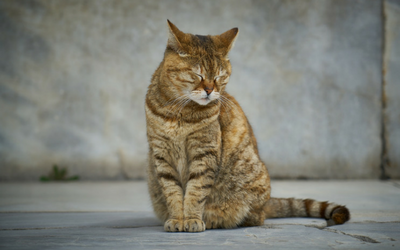 Systemic Lupus in Cats | VCA Animal Hospital