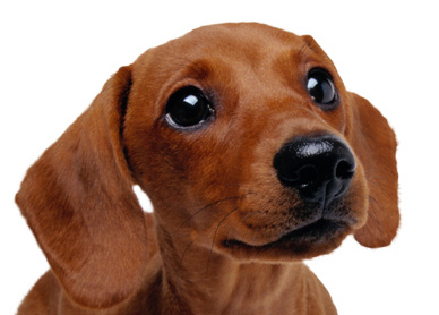 Testing for Sneezing and Nasal Discharge | VCA Animal Hospital