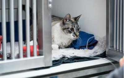 Blood Transfusion Reactions in Cats | VCA Animal Hospital