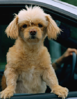 Trypsin-like Immunoreactivity | VCA Animal Hospital