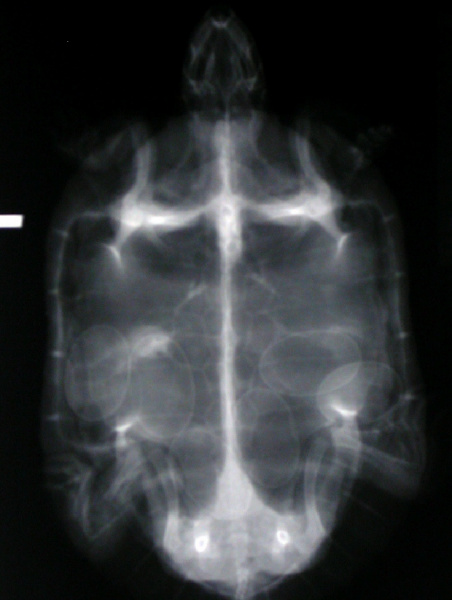 Turtles - Aquatic - Problems | VCA Animal Hospital