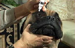 Uveitis In Dogs Vca Animal Hospital Uveitis Animal