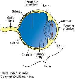 Uveitis in Cats | VCA Animal Hospital