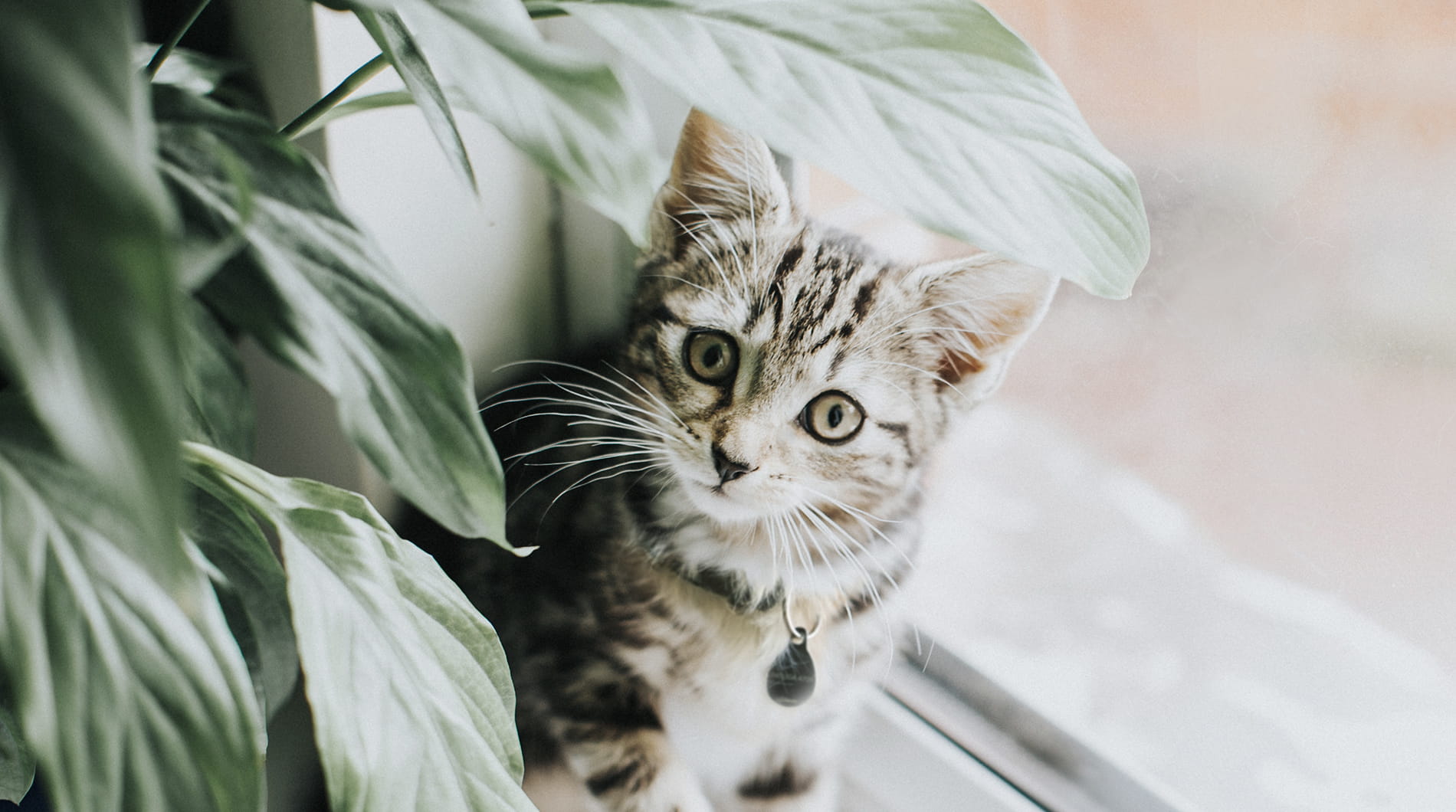 Retained Deciduous Teeth (Baby Teeth) in Cats | VCA Animal Hospital