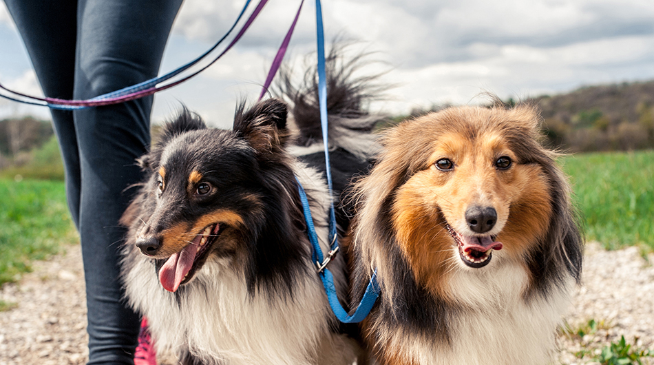 Autoimmune Skin Disease in Dogs | VCA Animal Hospital