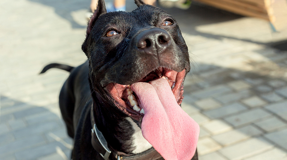 Malignant Mammary Tumors in Dogs | VCA Animal Hospital