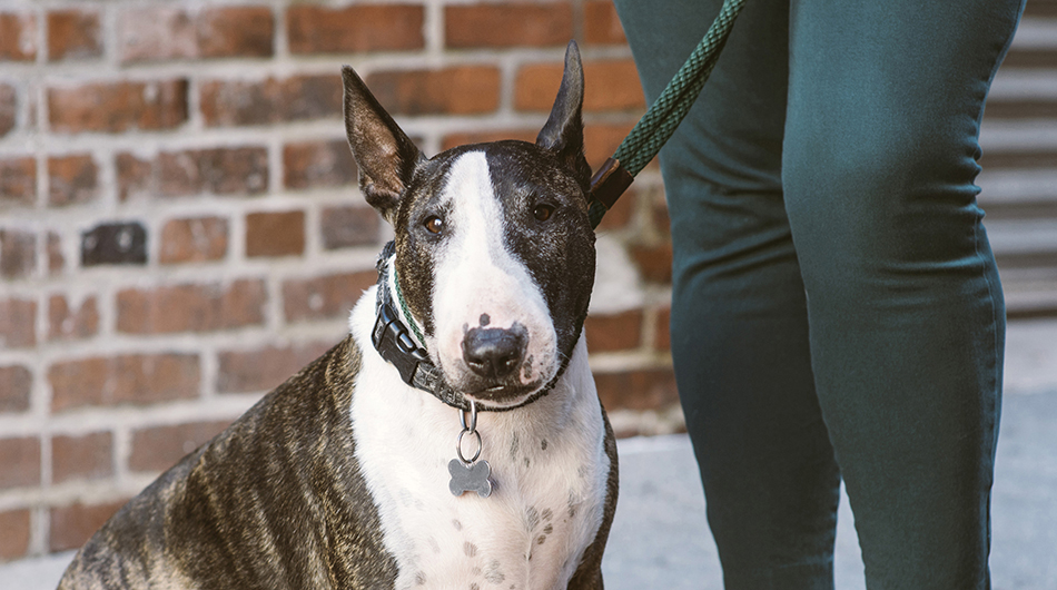 Spondylosis Deformans in Dogs | VCA Animal Hospital