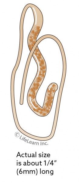 Whipworm Infections in Dogs | VCA Animal Hospital