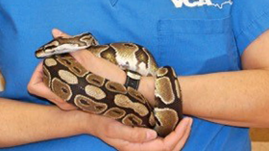 Our Services in North Hills, CA | VCA Adler Animal Hospital and Pet Resort